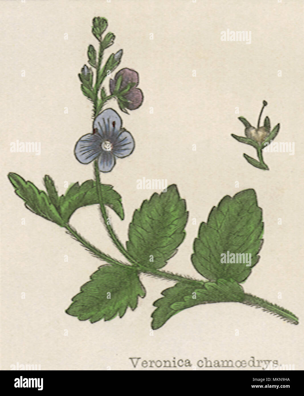 Perennial speedwell hi-res stock photography and images - Alamy