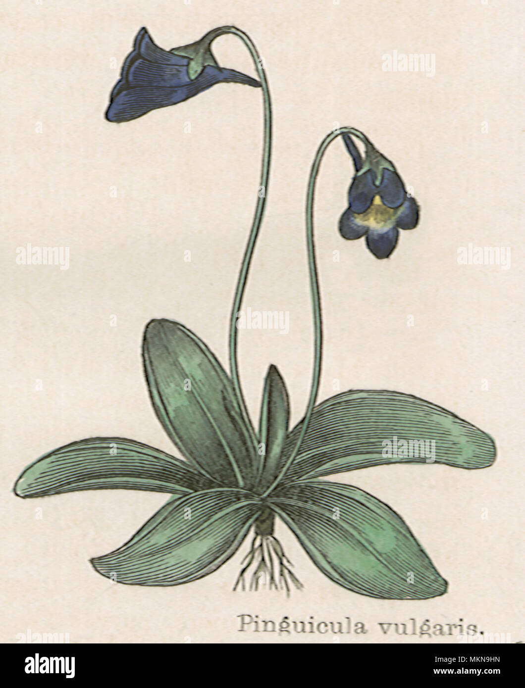 Sanicle hi-res stock photography and images - Alamy