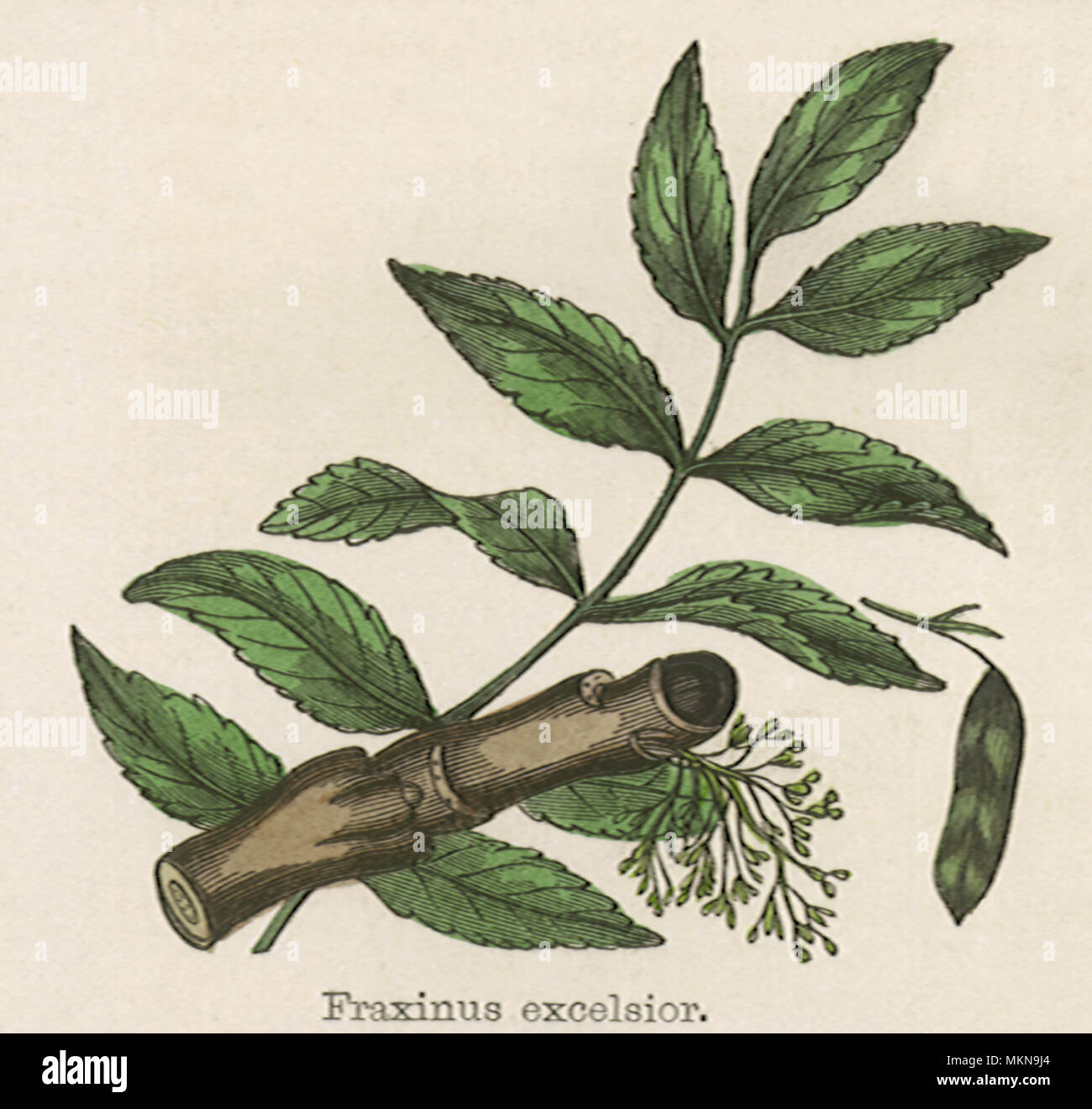 Common Ash Tree Stock Photo - Alamy