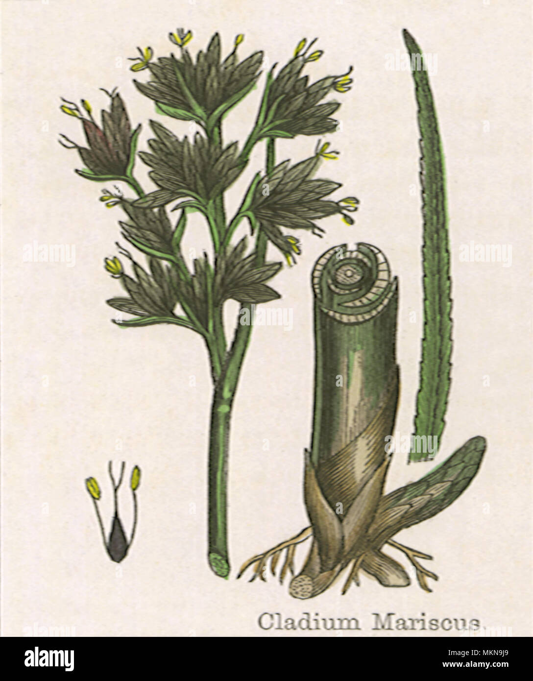 Rush like stem hi-res stock photography and images - Alamy