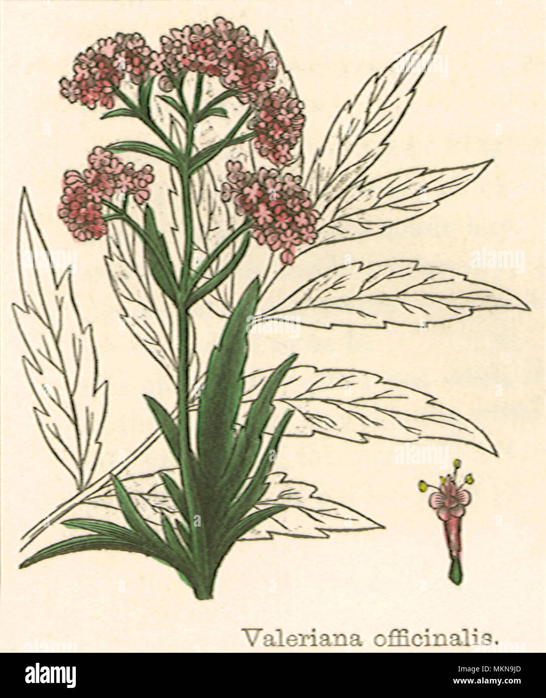 Valeriana plant hi-res stock photography and images - Alamy