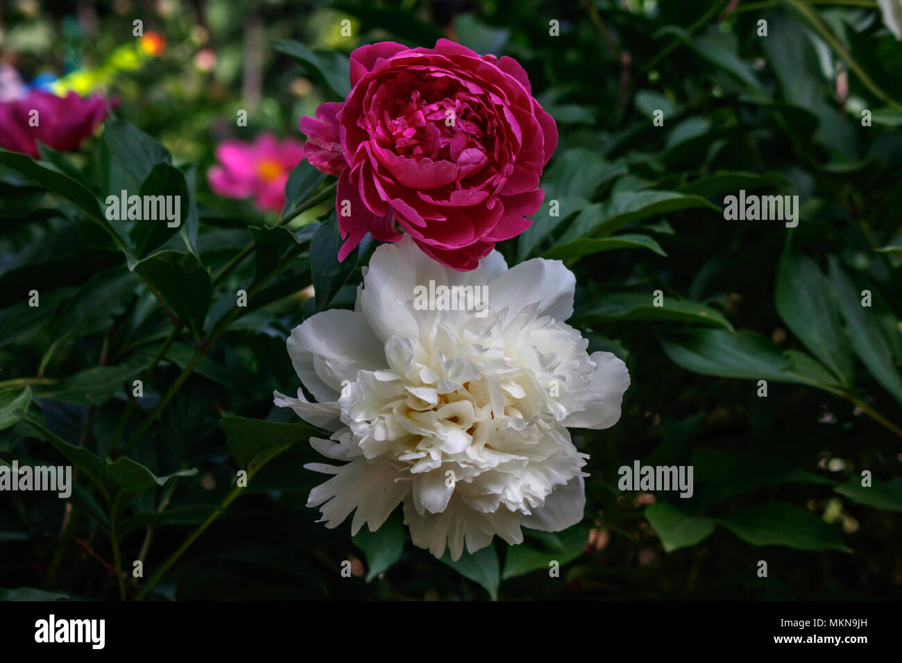 Peony on natural background Stock Photo - Alamy
