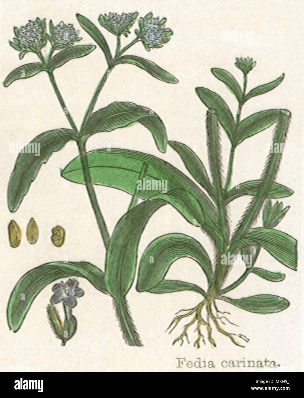 Carinata hi-res stock photography and images - Alamy