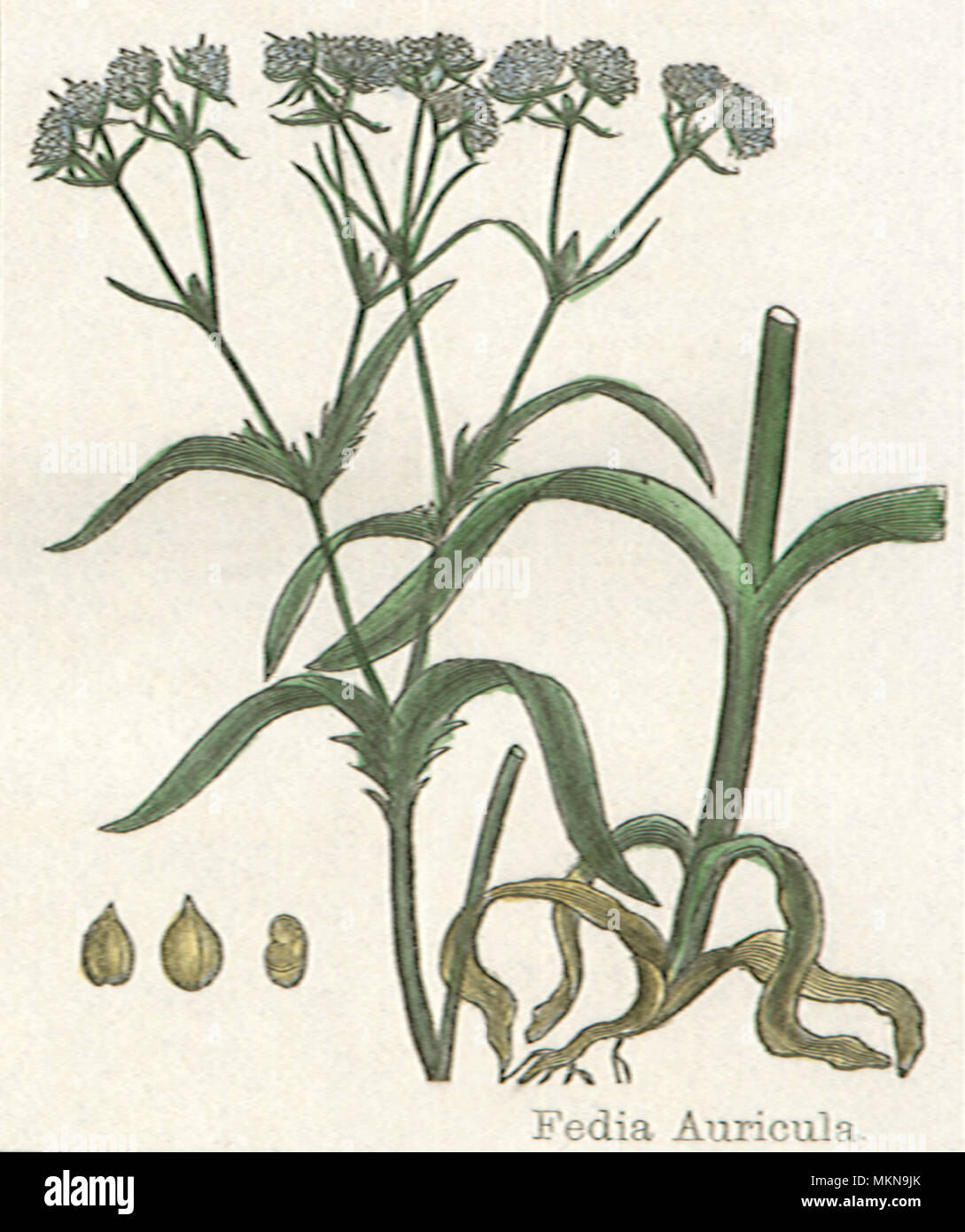 Fedia hi-res stock photography and images - Alamy