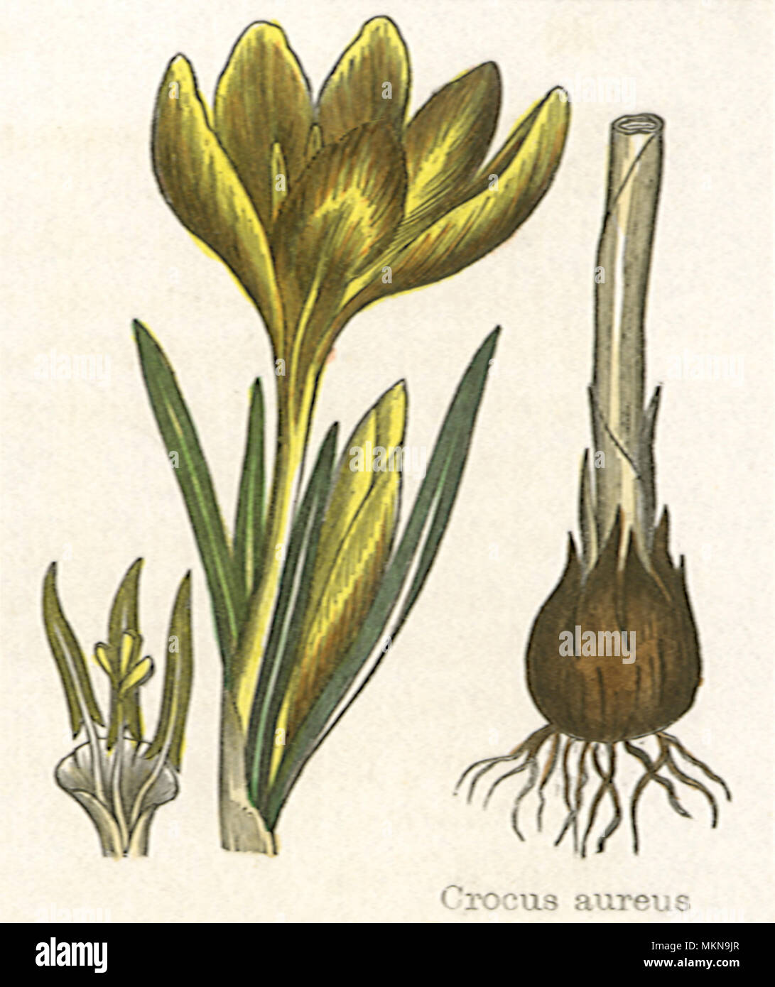 Crocus aureus hi-res stock photography and images - Alamy