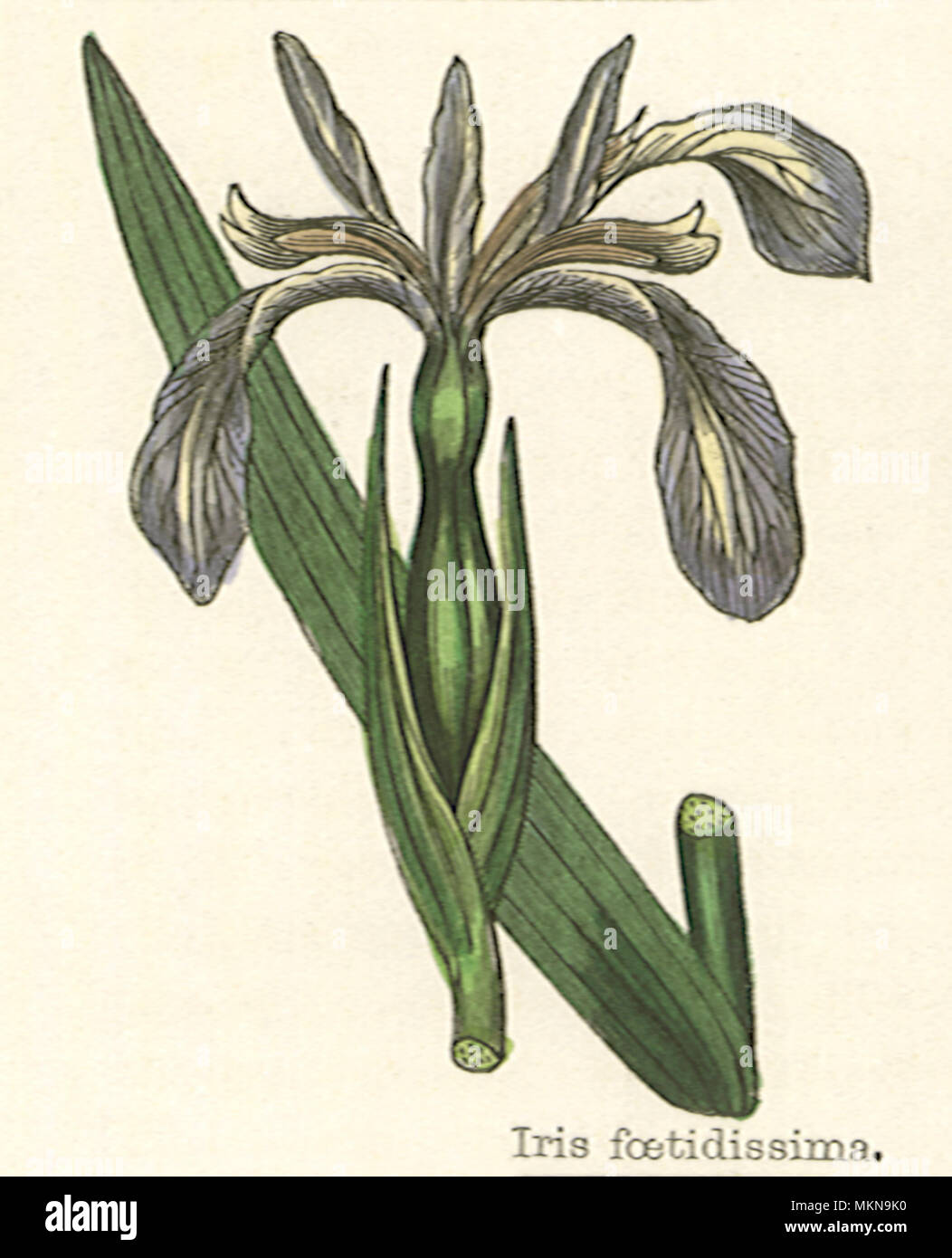 Gladwyn iris hi-res stock photography and images - Alamy