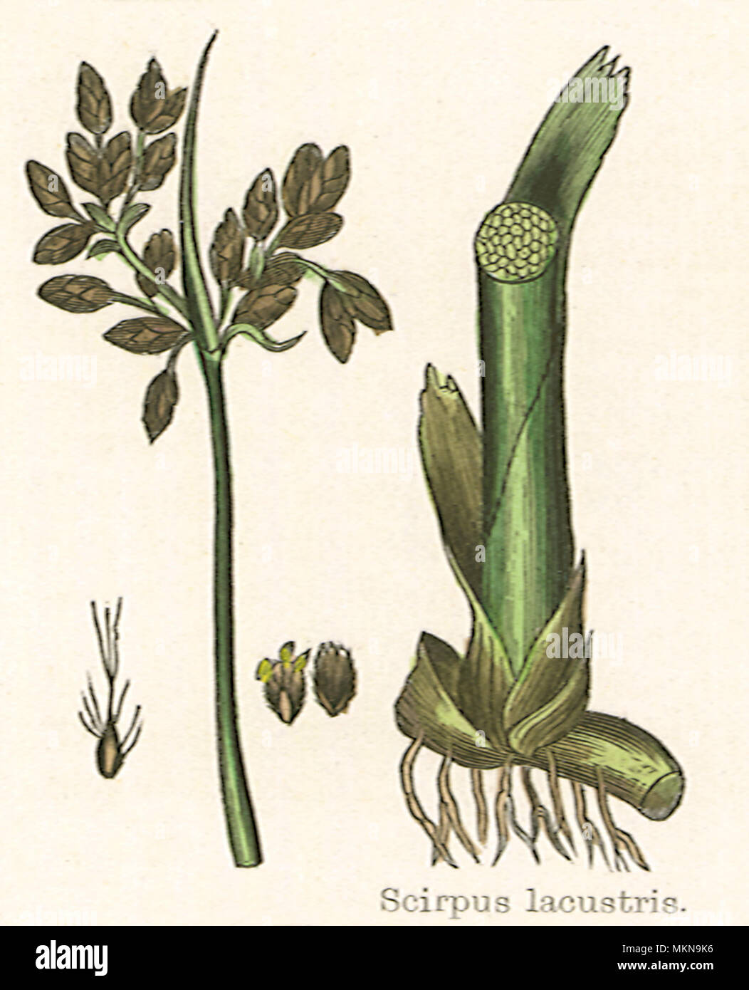 Bull rush stems hi-res stock photography and images - Alamy