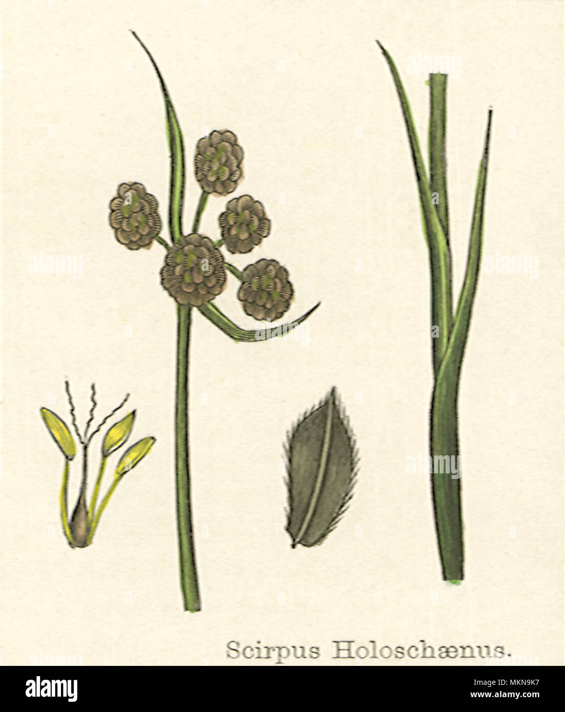 Rush scirpus hi-res stock photography and images - Alamy