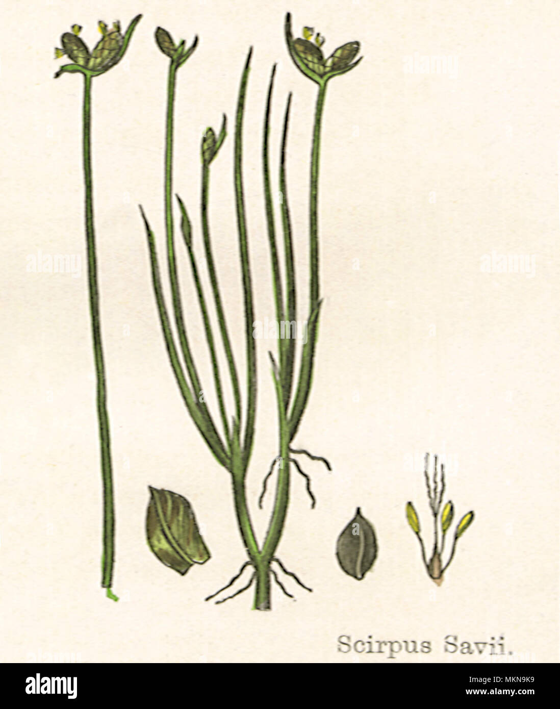 Rushes Plant Drawing
