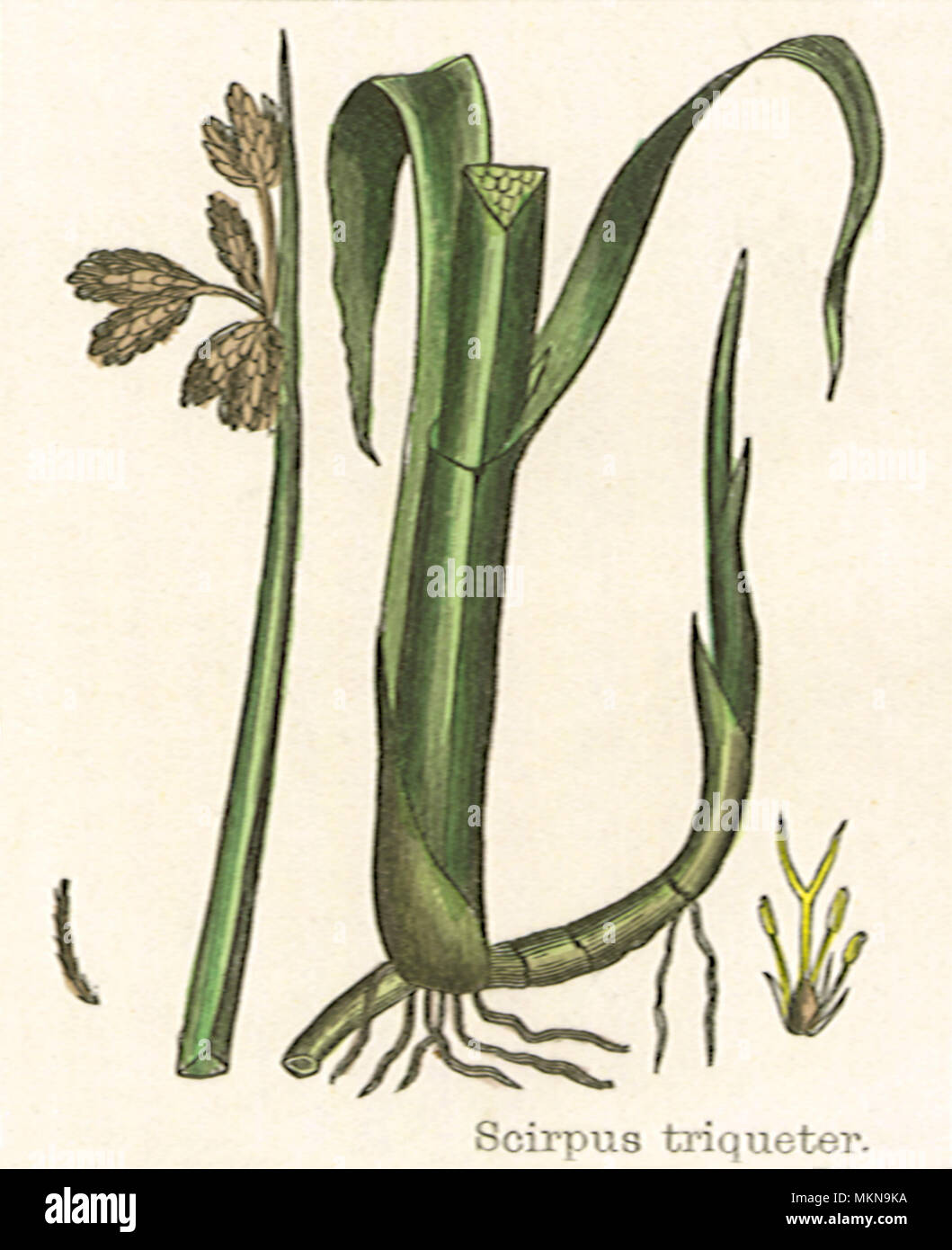 Triangular club rush hi-res stock photography and images - Alamy