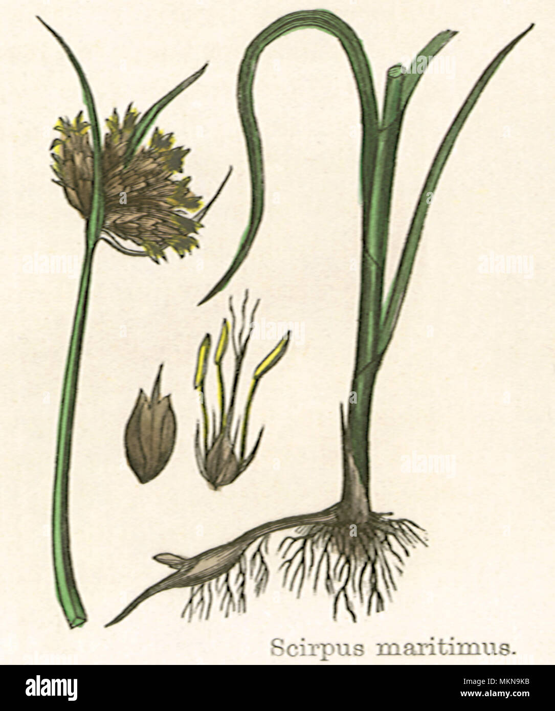 Club rush plant hi-res stock photography and images - Alamy