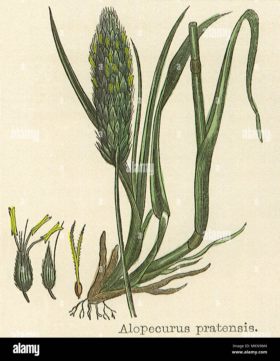 Drooping grass hi-res stock photography and images - Alamy