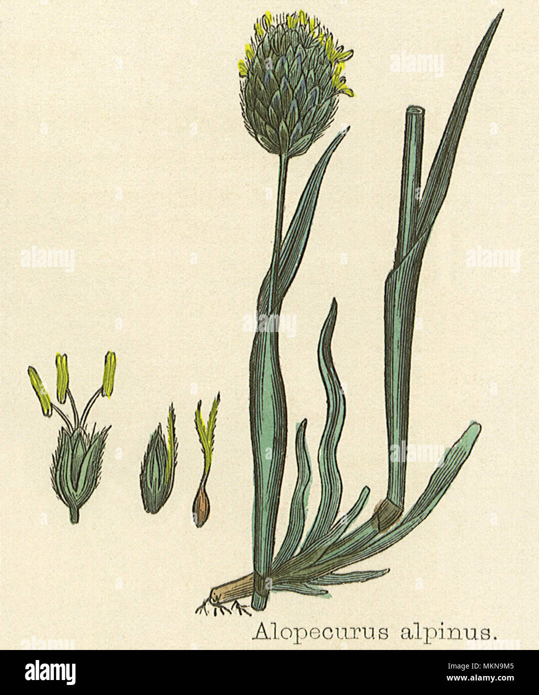 Alpine foxtail hi-res stock photography and images - Alamy