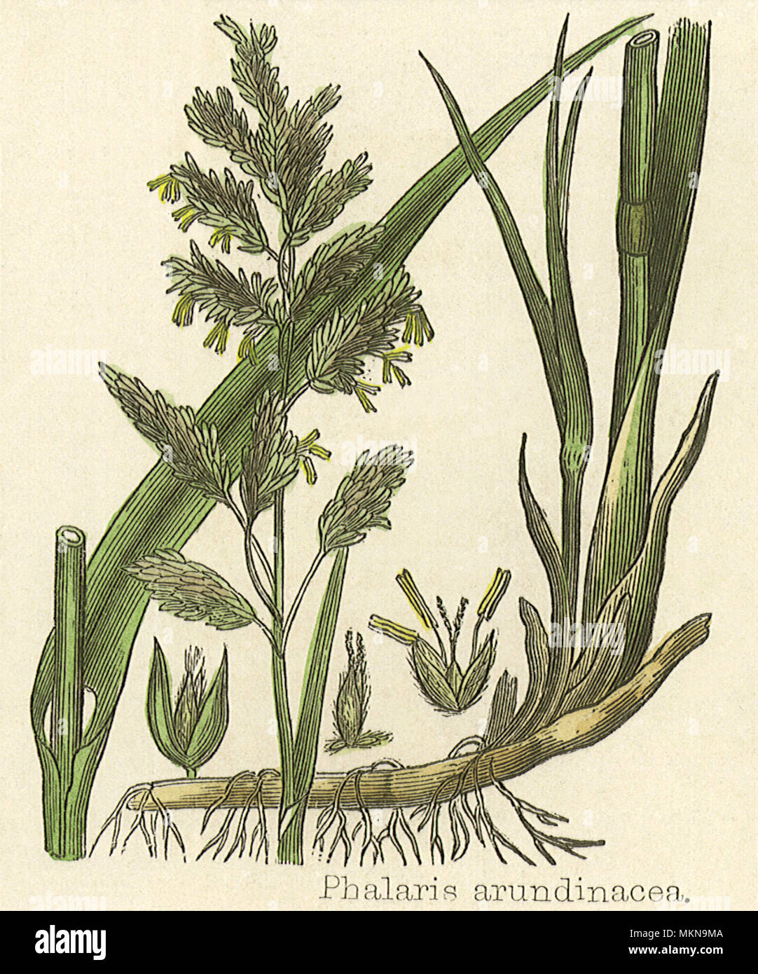 Reed canary grass hi-res stock photography and images - Alamy