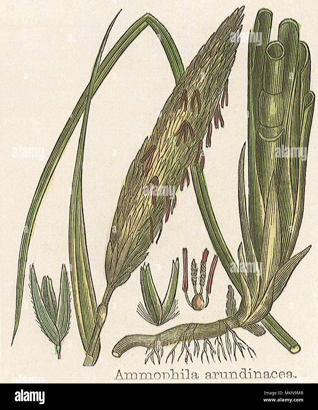 Grass common reed hi-res stock photography and images - Alamy