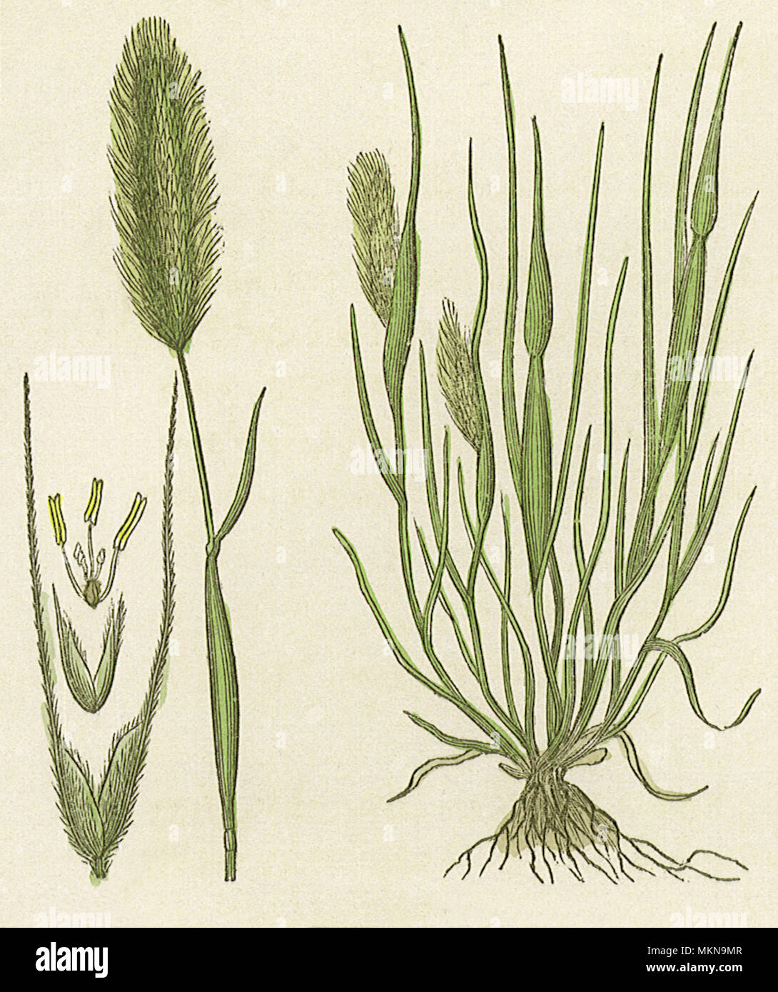 Annual beard grasses hi-res stock photography and images - Alamy