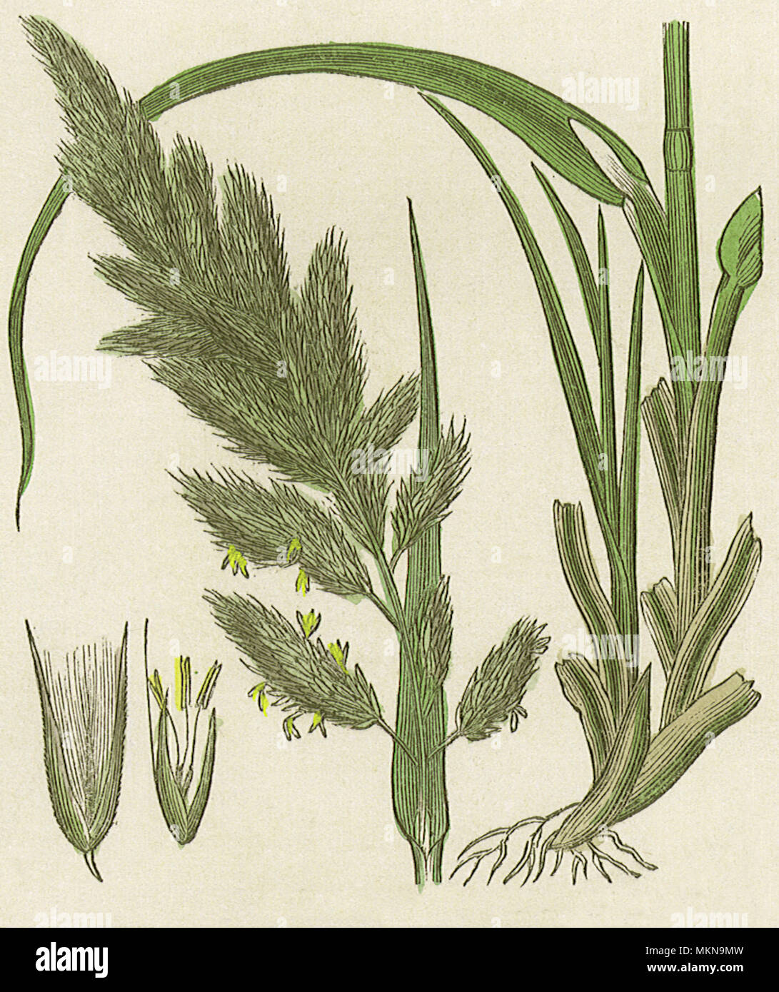 Narrow greyish leaves hi-res stock photography and images - Alamy