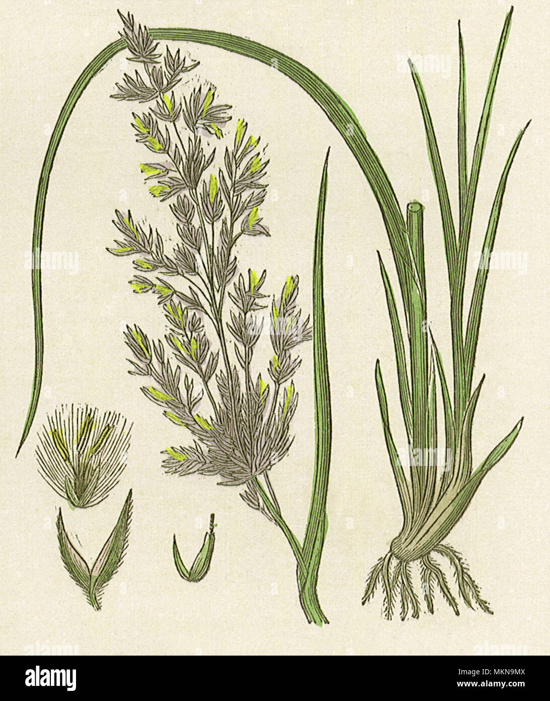 Purple small reed hi-res stock photography and images - Alamy