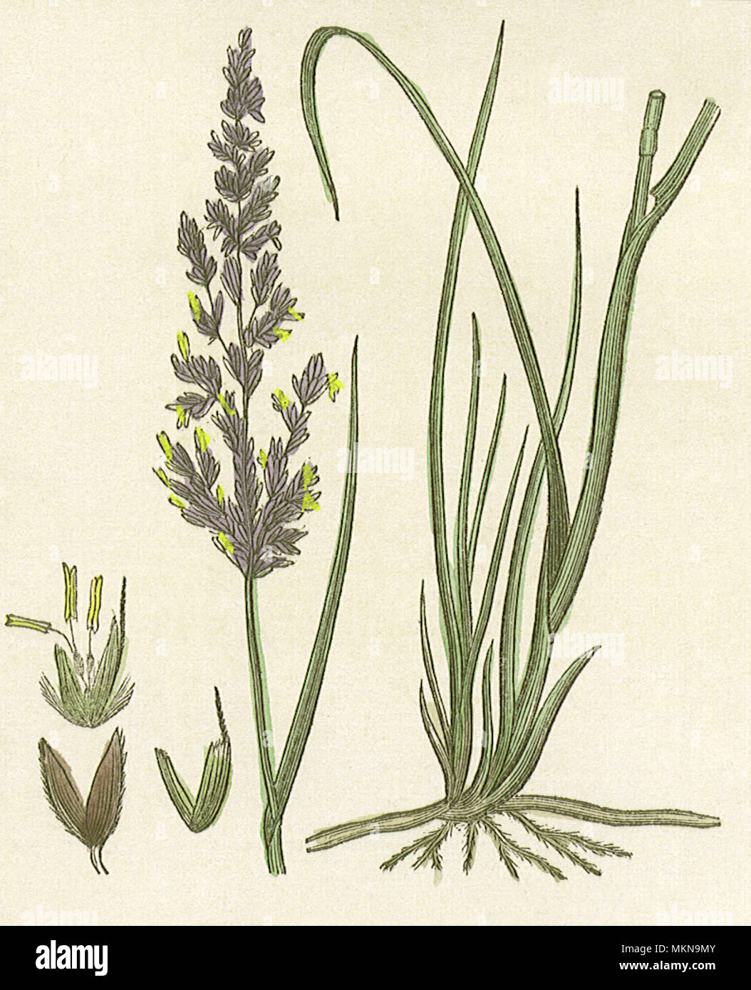 Purple small reed hi-res stock photography and images - Alamy