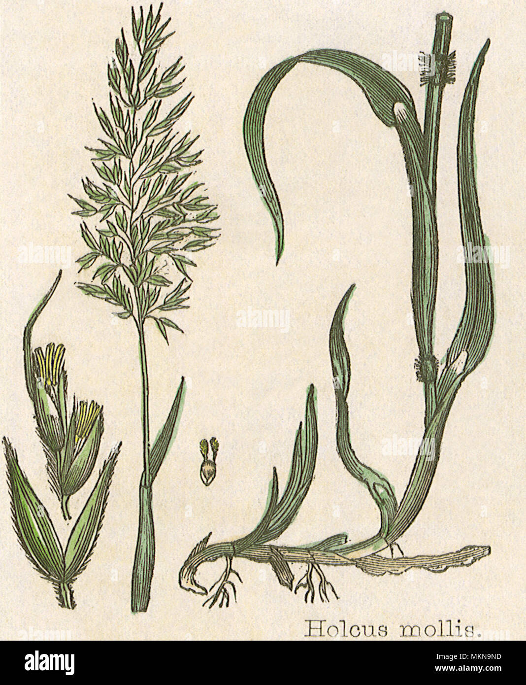 Wide grass blades hi-res stock photography and images - Alamy