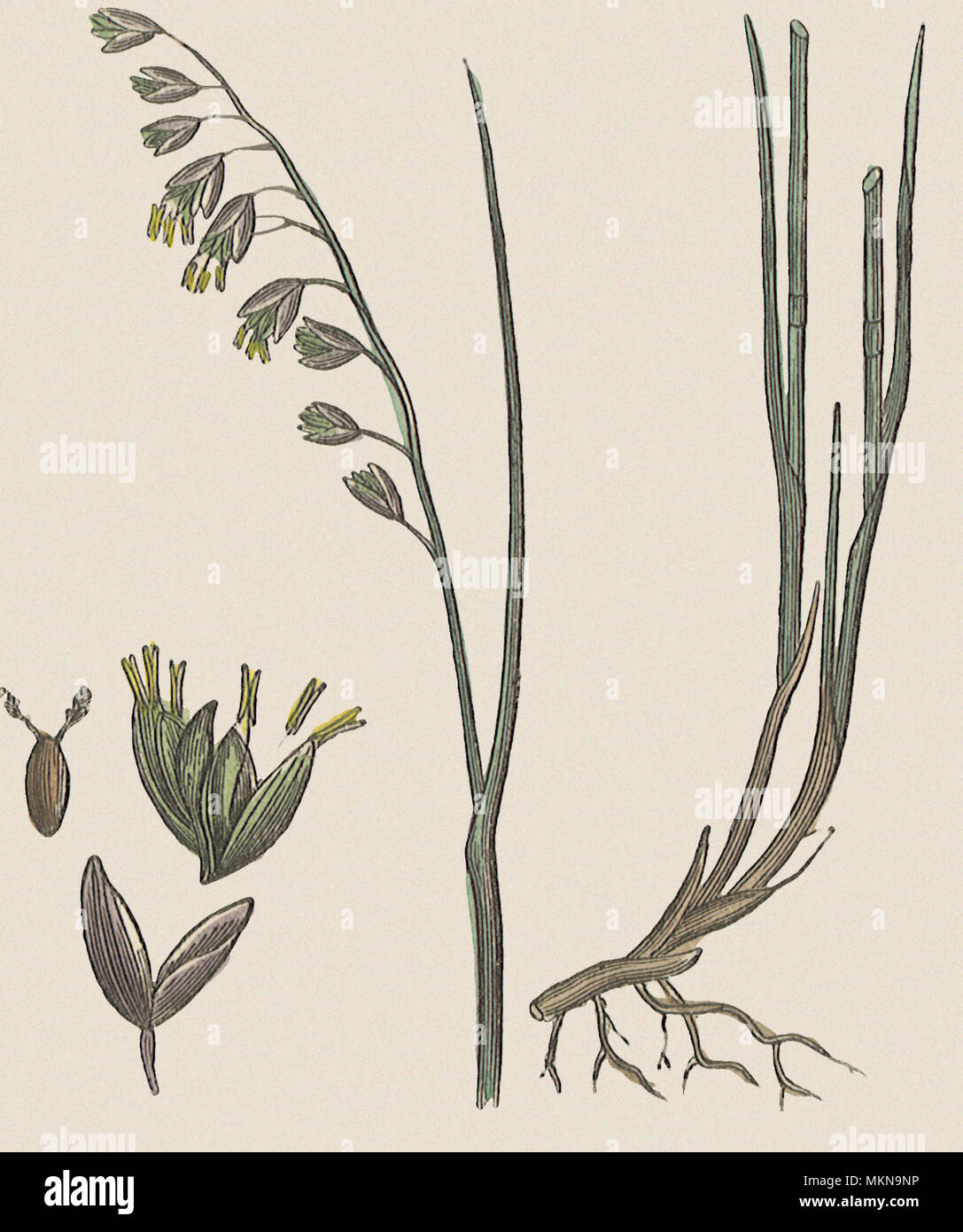 Melic grass hi-res stock photography and images - Alamy
