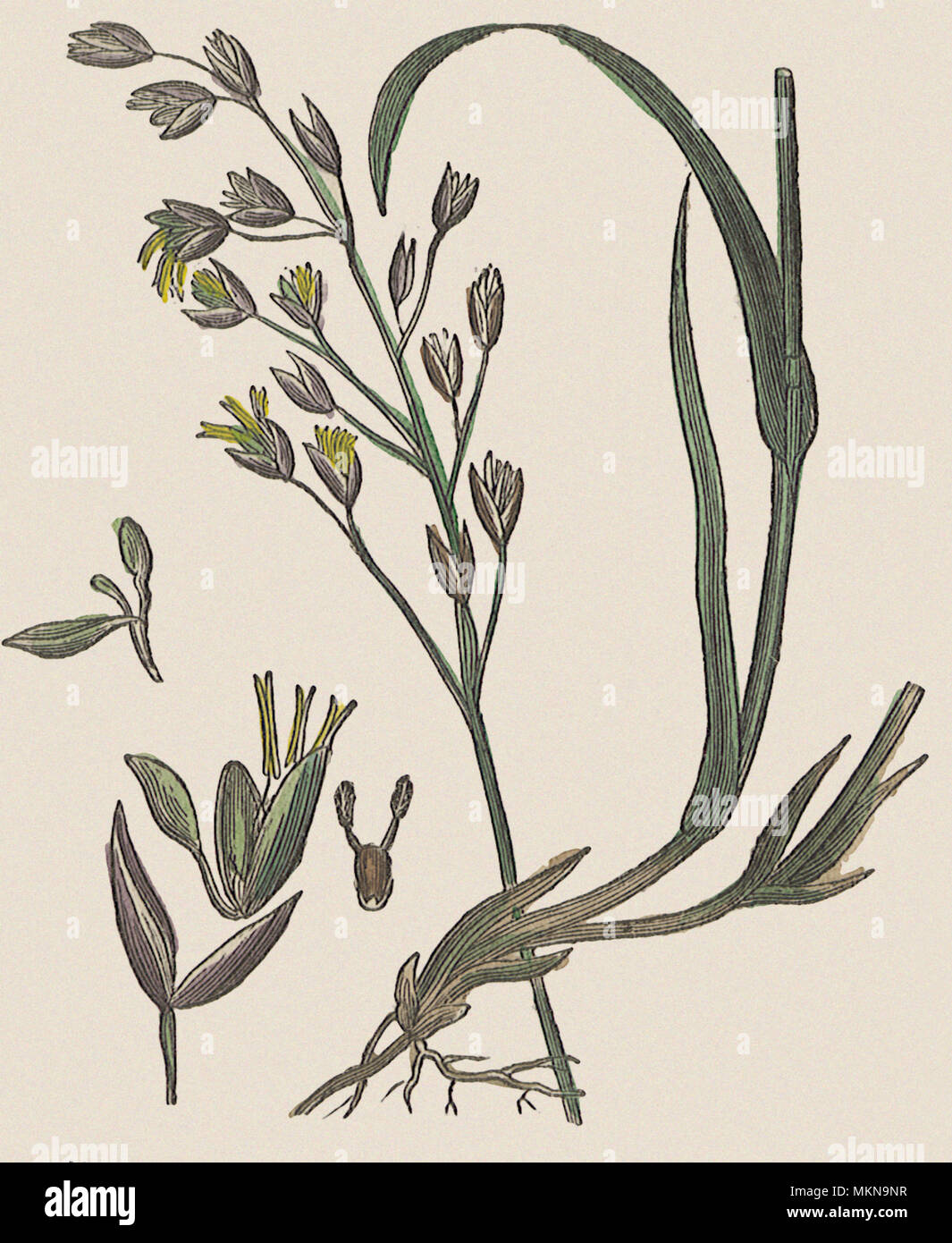 Wood melic grass hi-res stock photography and images - Alamy