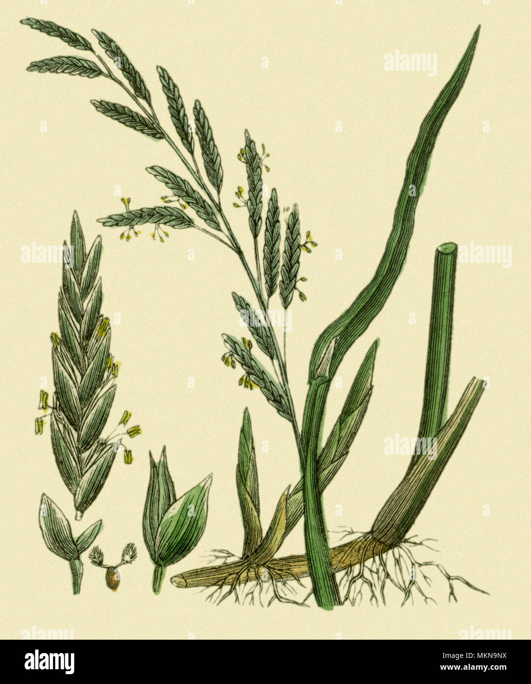 Floating grasses hi-res stock photography and images - Alamy