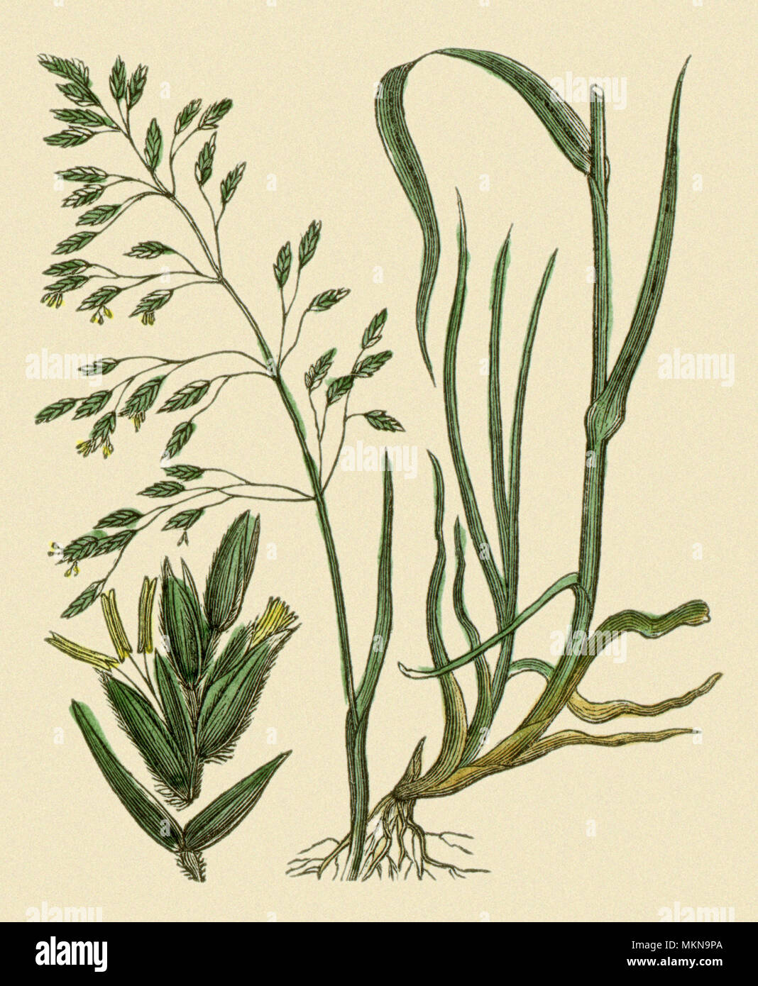 Drooping grass hi-res stock photography and images - Alamy