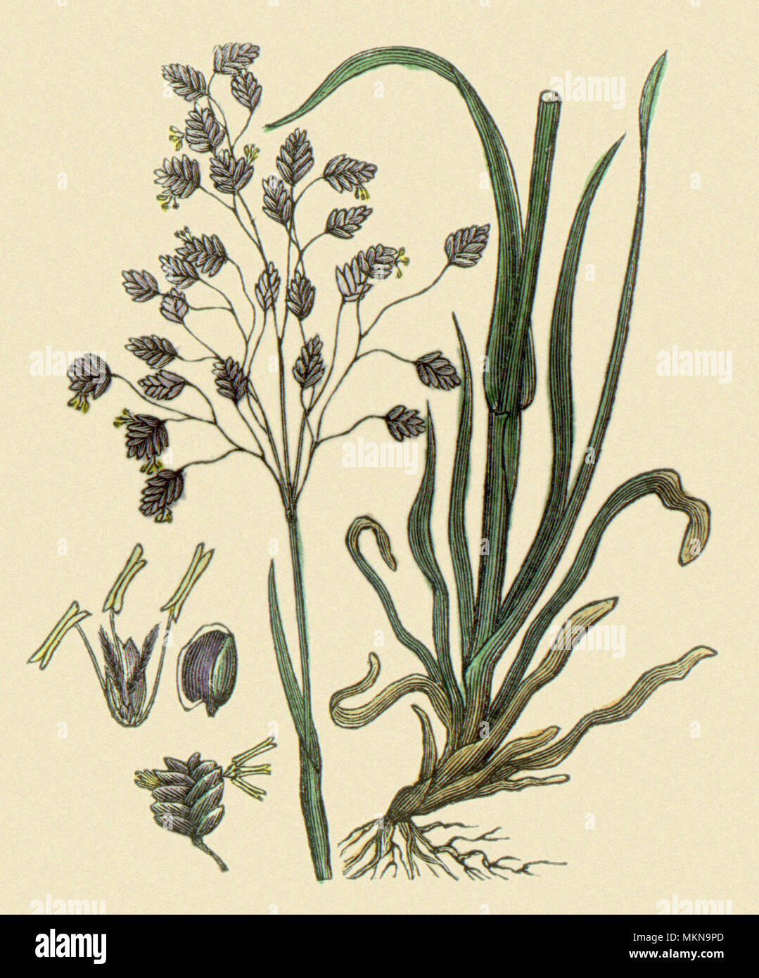 Common Quaking Grass Stock Photo - Alamy