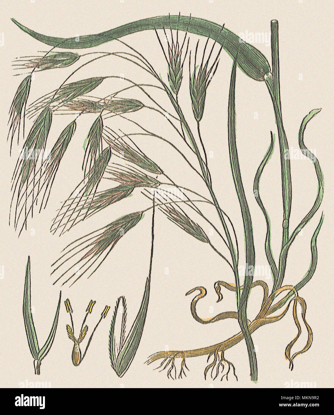 Brome grass hi-res stock photography and images - Alamy