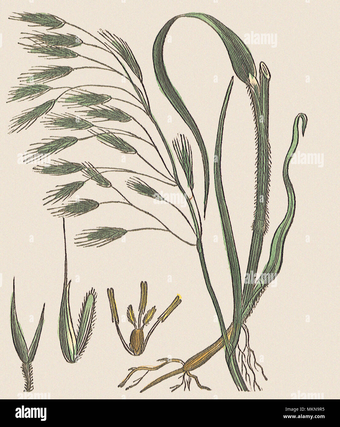 Taper Field Brome Grass Stock Photo - Alamy