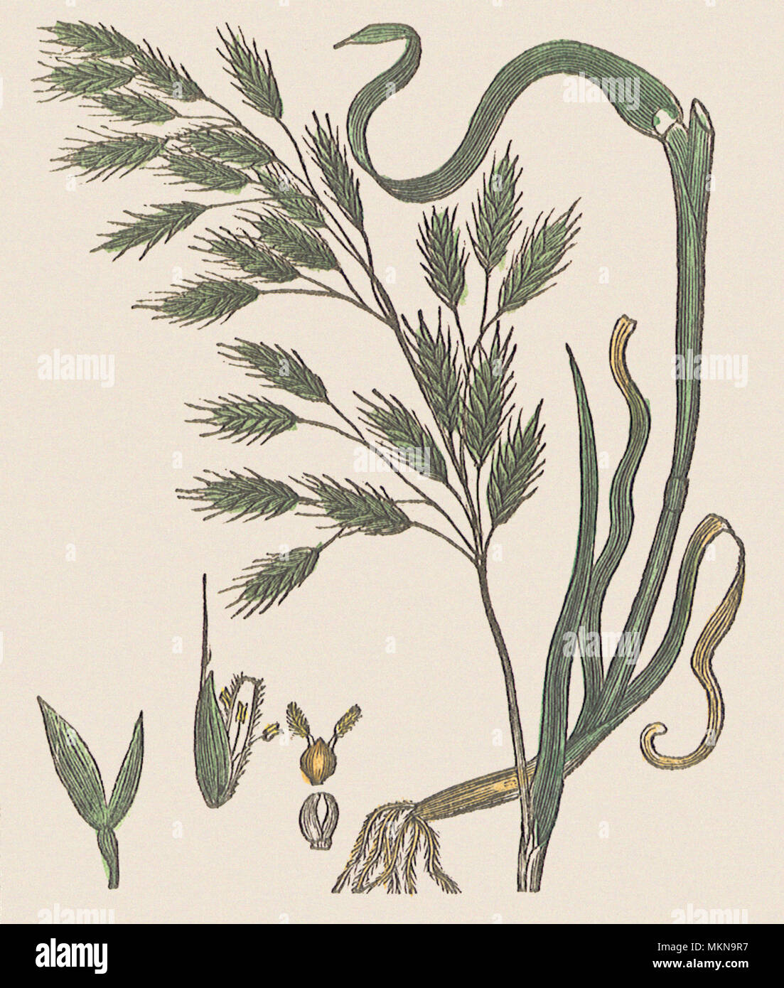 Secaulinus hi-res stock photography and images - Alamy