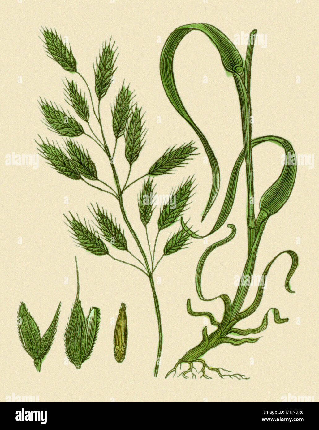 Bromus grasses hi-res stock photography and images - Alamy