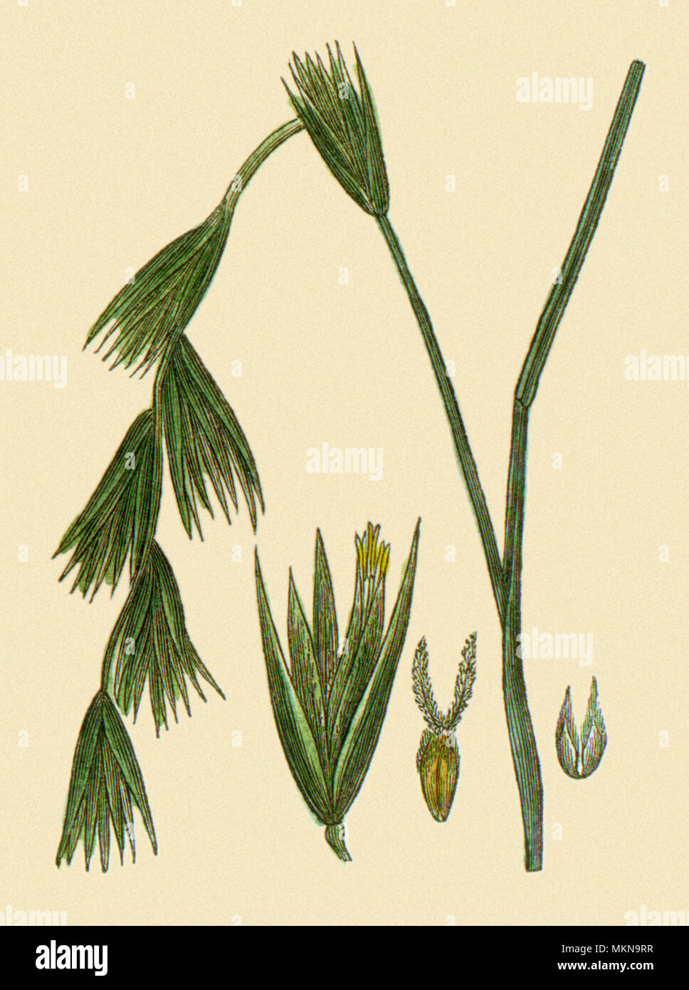 Elymus plant hi-res stock photography and images - Alamy