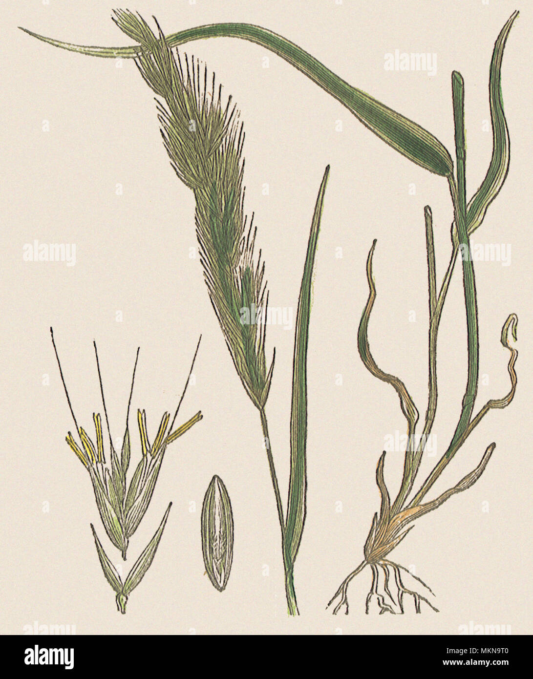 Triticum caninum hi-res stock photography and images - Alamy