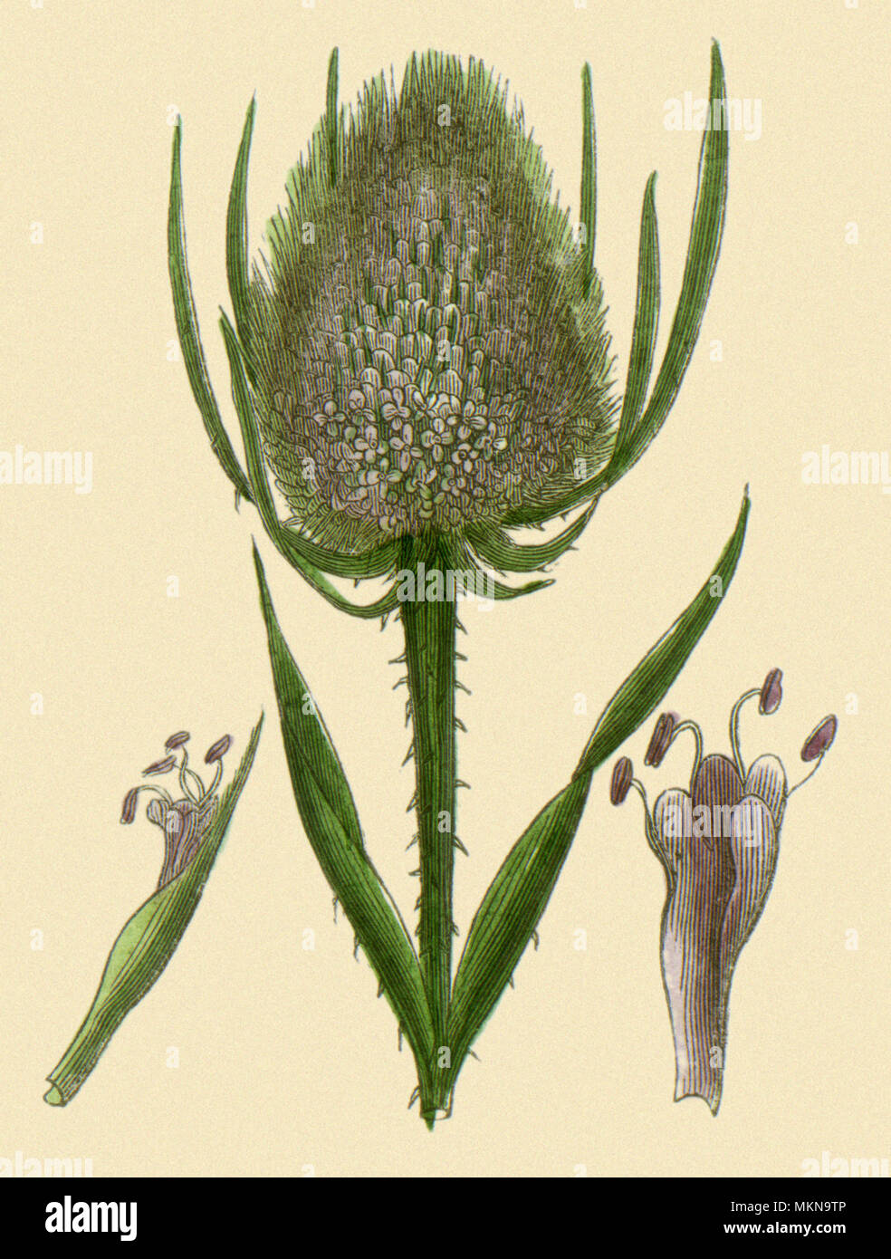 Teasel stem hi-res stock photography and images - Alamy