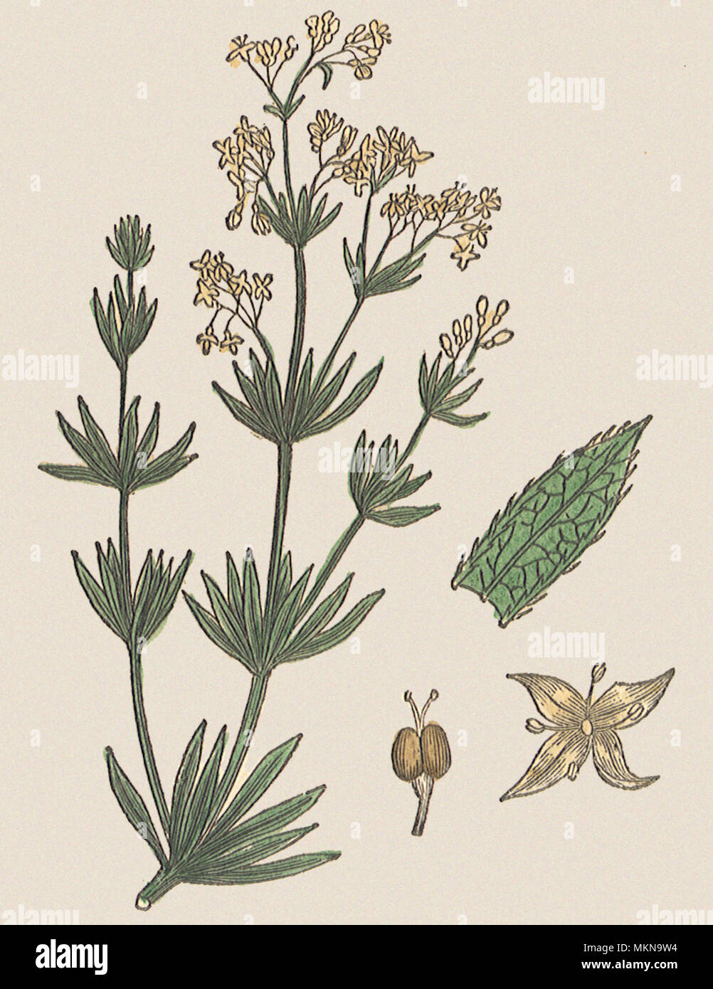 Upright or sprawling hi-res stock photography and images - Alamy