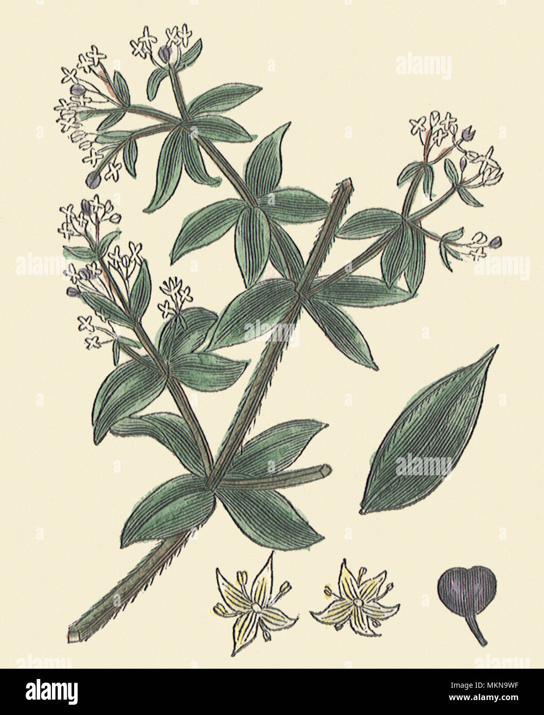 Leaves of the madder plant hi-res stock photography and images - Alamy