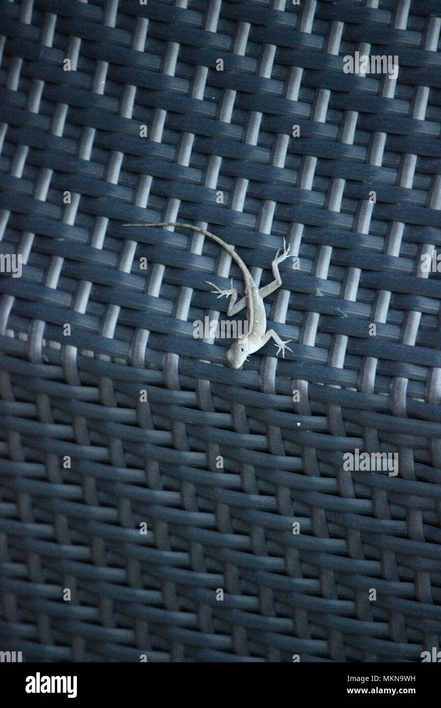brown lizard in the house Stock Photo - Alamy