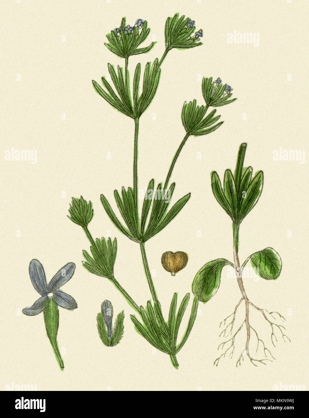 Blue woodruff asperula arvensis hi-res stock photography and images - Alamy