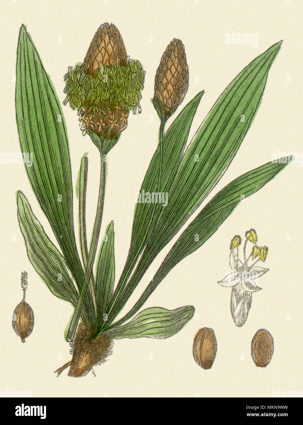 Ribwort plantain bloom hi-res stock photography and images - Alamy
