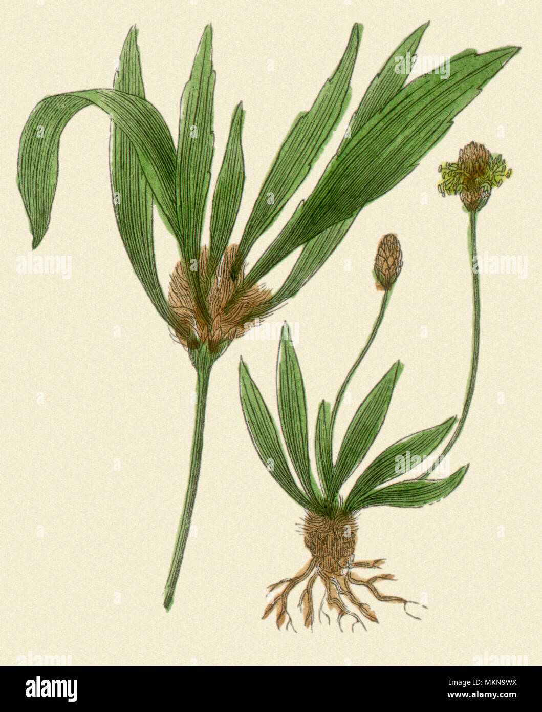 Plantain flowers plantago lanceolata hi-res stock photography and ...