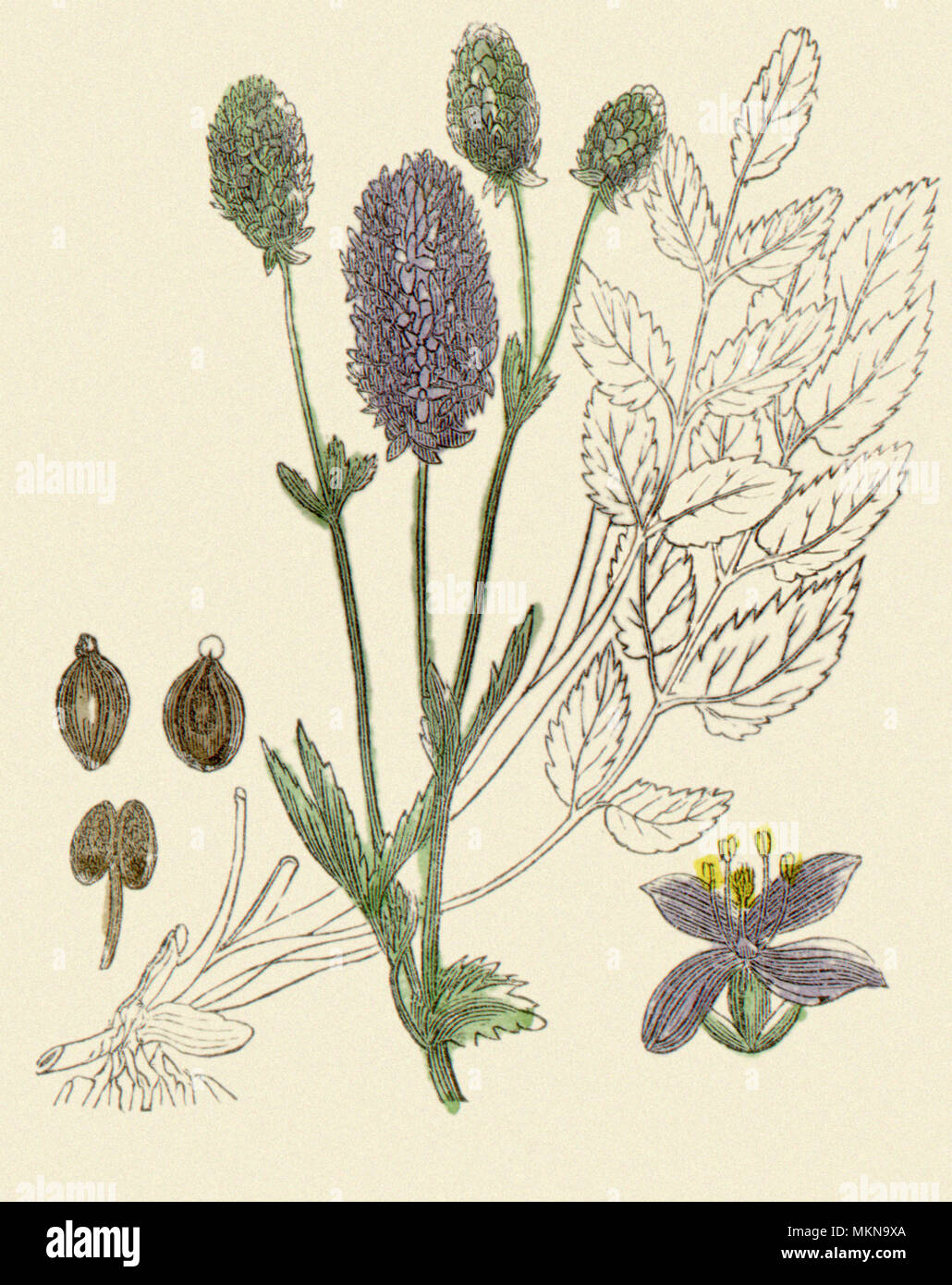 Burnet plant hi-res stock photography and images - Alamy