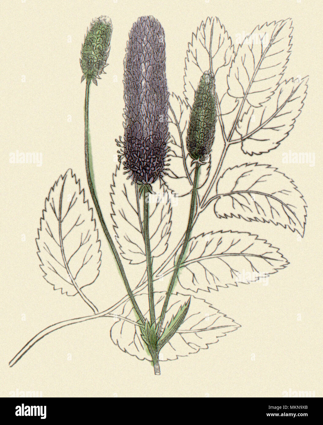 Oblong hi-res stock photography and images - Alamy