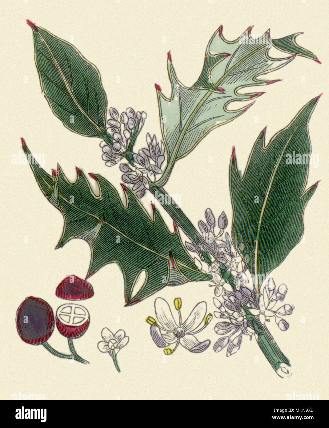 Holly common hi-res stock photography and images - Alamy