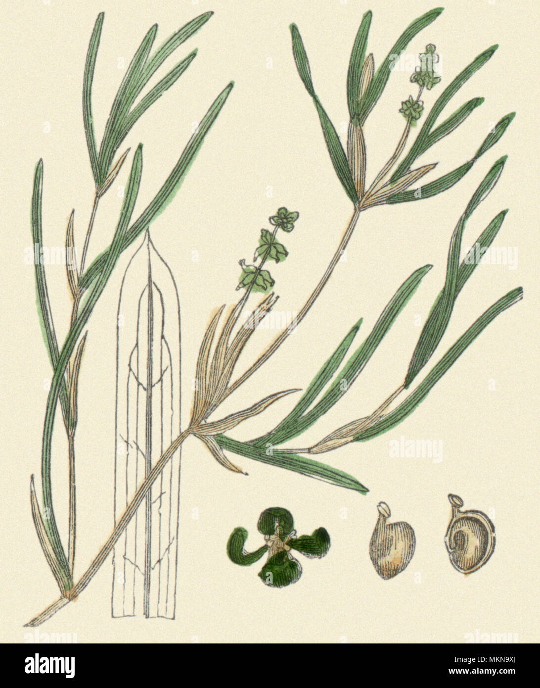 Small pondweed hi-res stock photography and images - Alamy