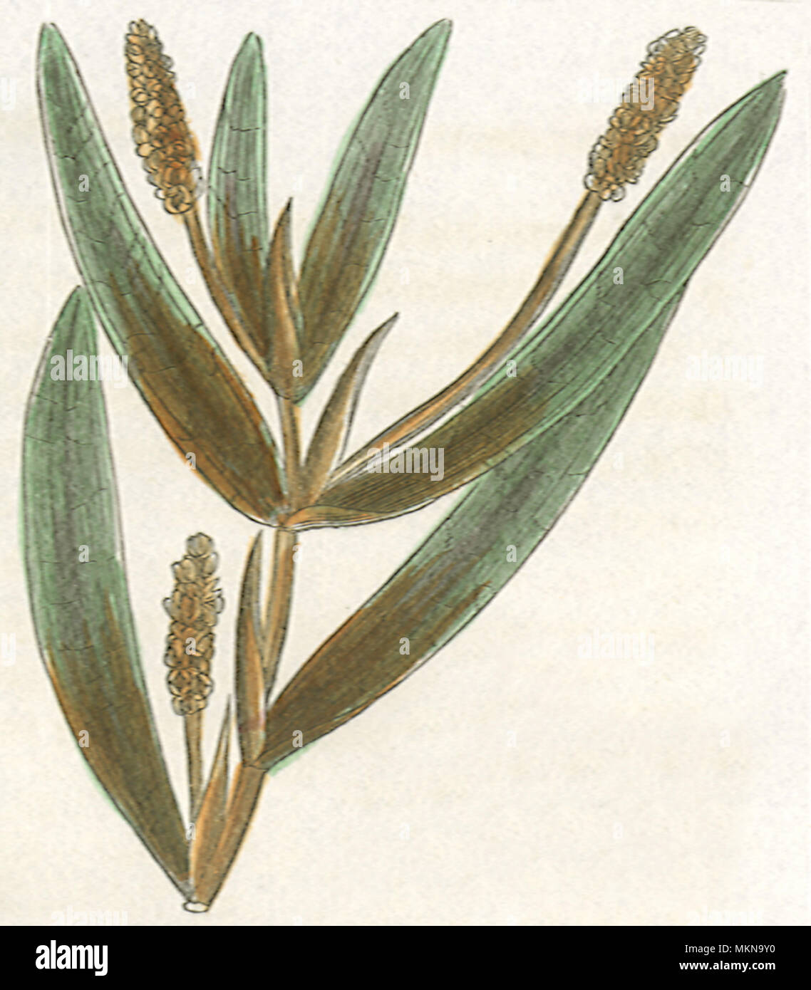 Lanceolatus hi-res stock photography and images - Alamy