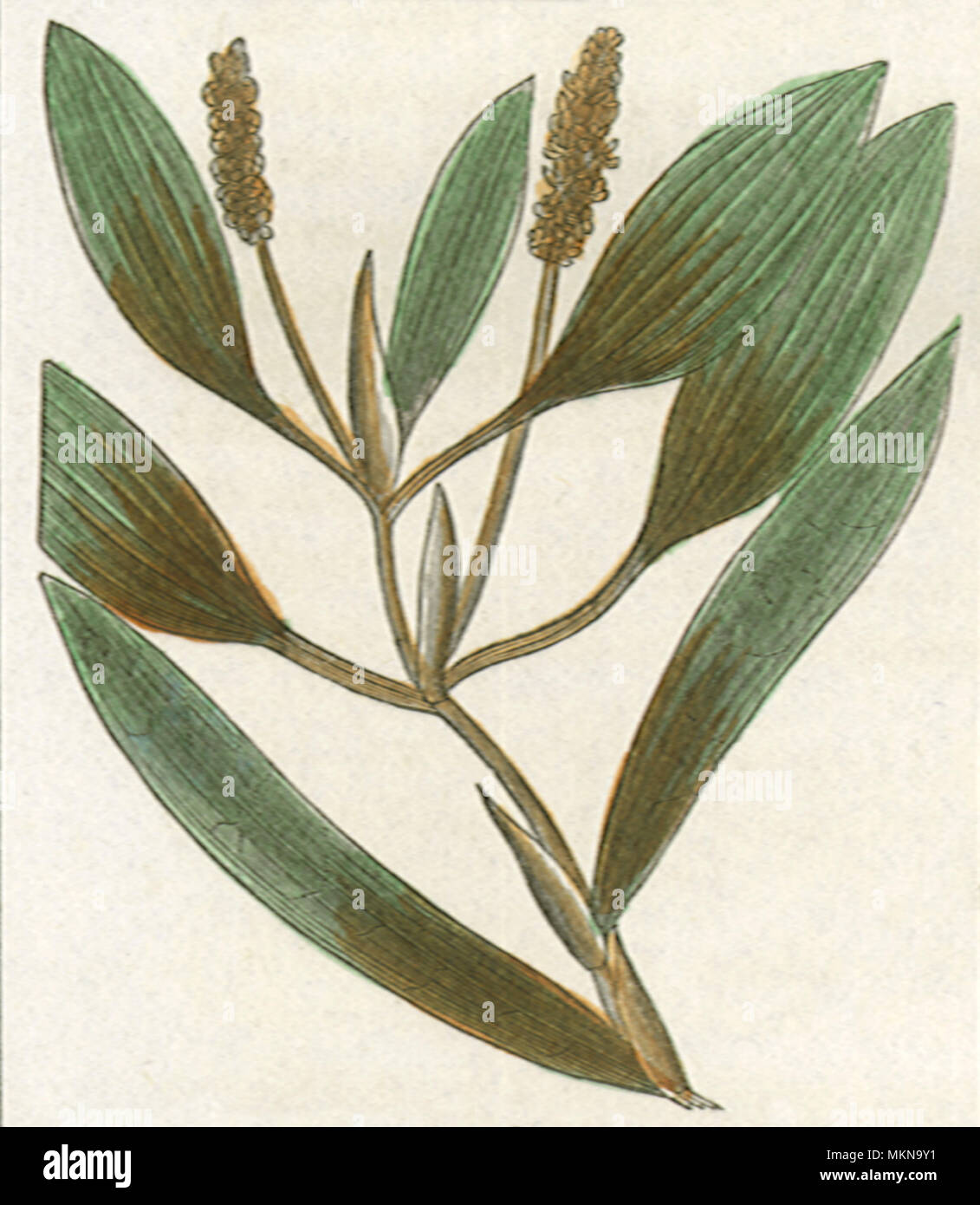 Lanceolate leaves hi-res stock photography and images - Alamy