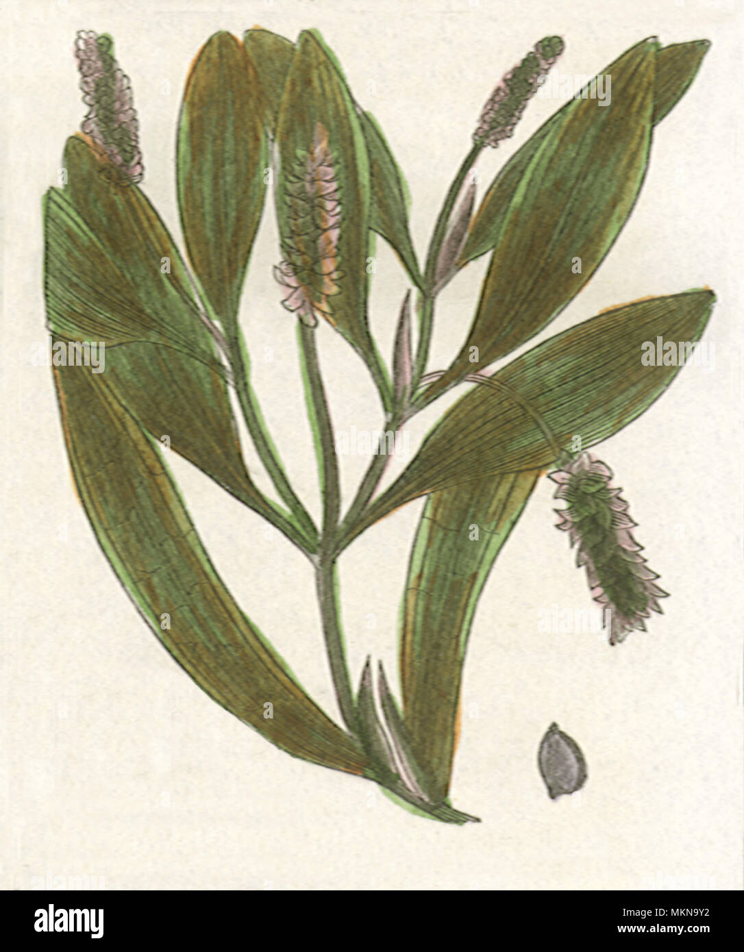 Pondweed hi-res stock photography and images - Alamy