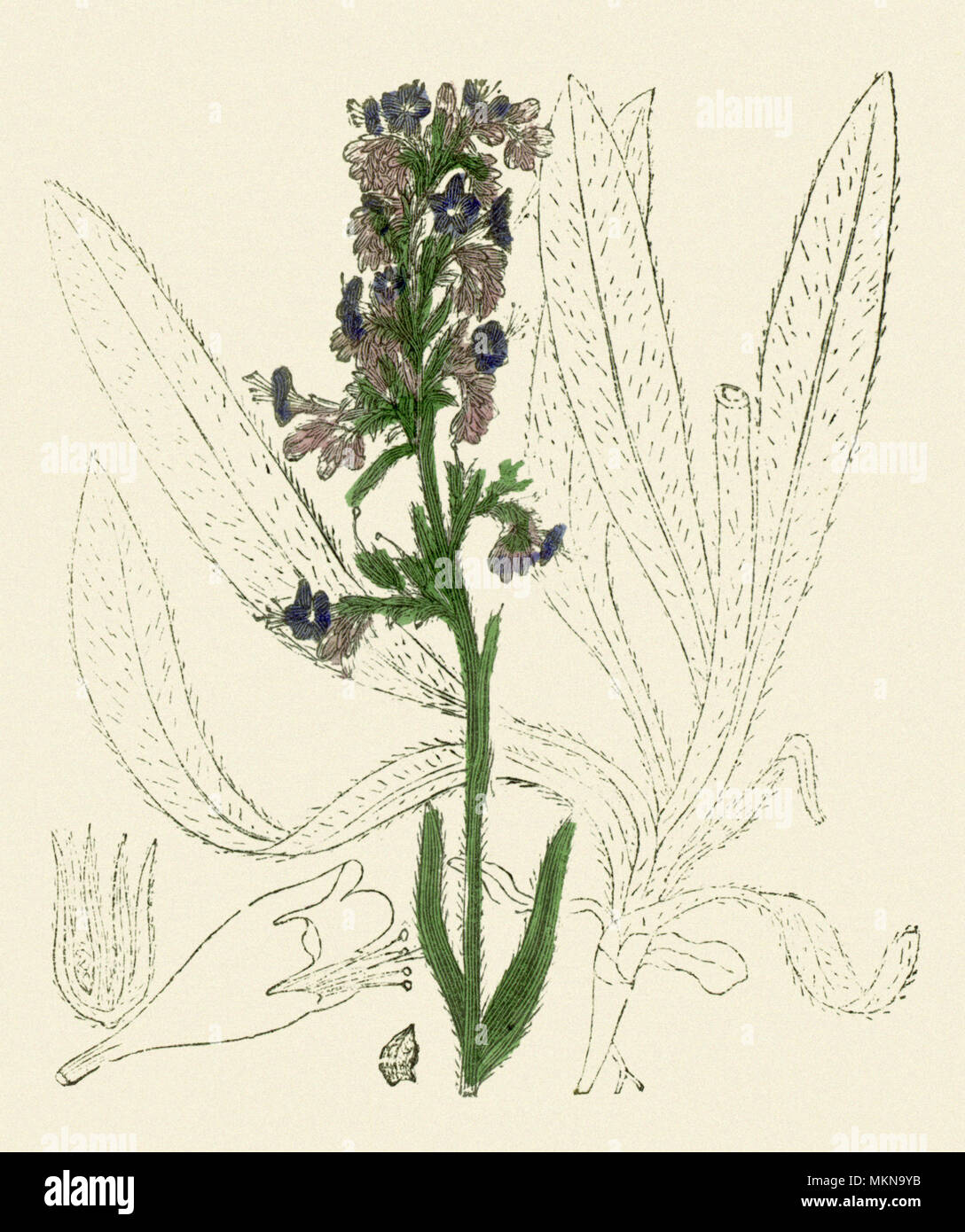 Vipers bugloss plant hi-res stock photography and images - Alamy